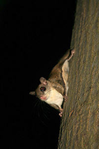 5 things to know about squirrels in Ohio – Ohio Wildlife Management ...