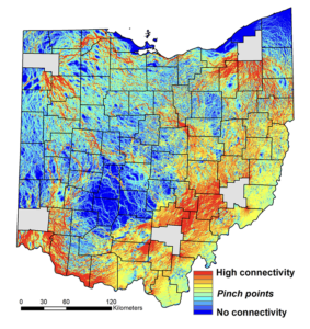 Charting the future of Ohio’s bobcats – Ohio Wildlife Management ...